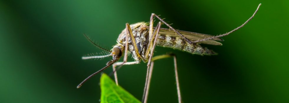 Malaria: Key Facts, Symptoms, Transmission, Prevention and Treatment ...